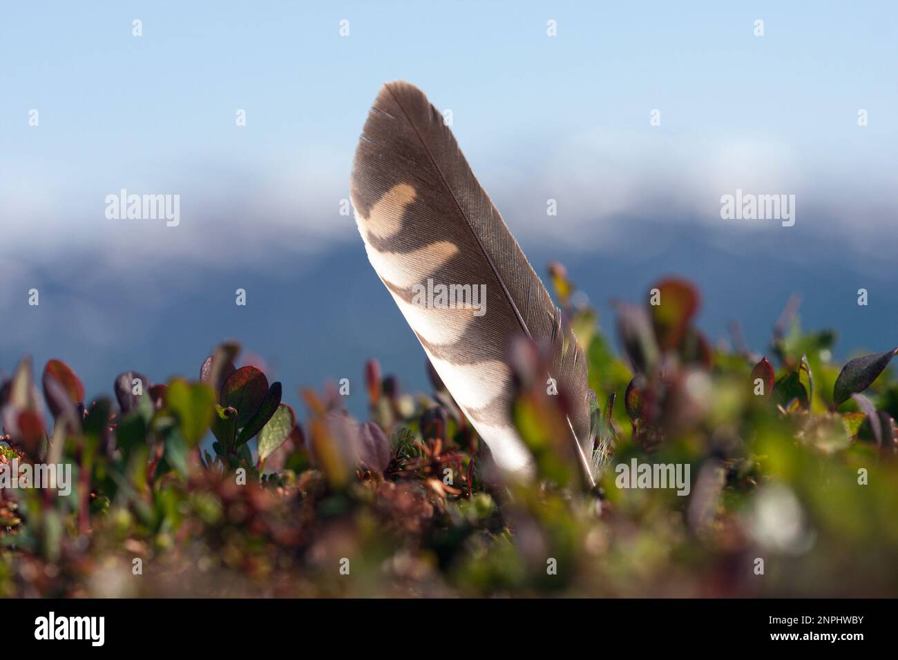 Feather in close-up, piled up, right on the ground among creepers ...