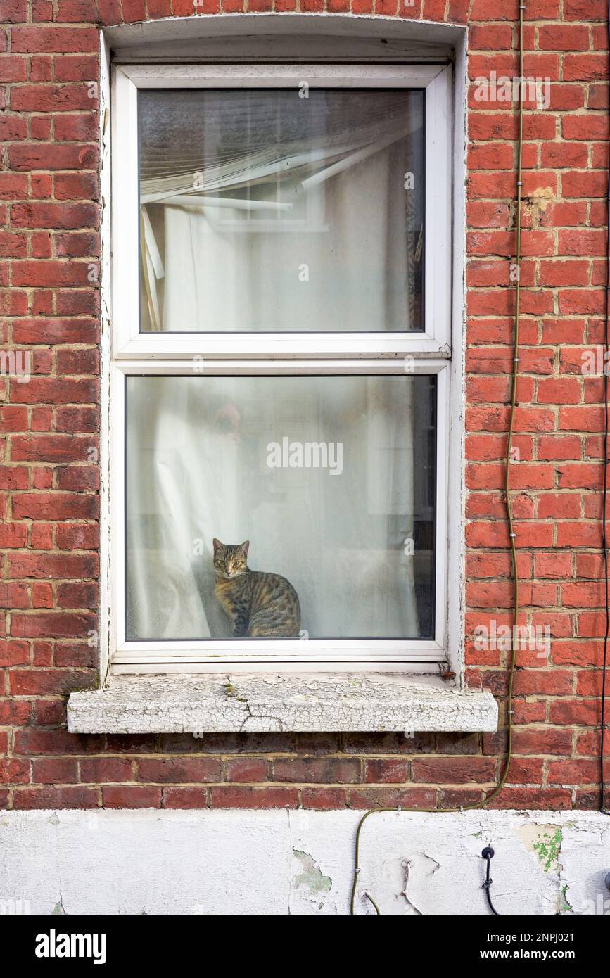 Car sat looking out of a window Stock Photo - Alamy