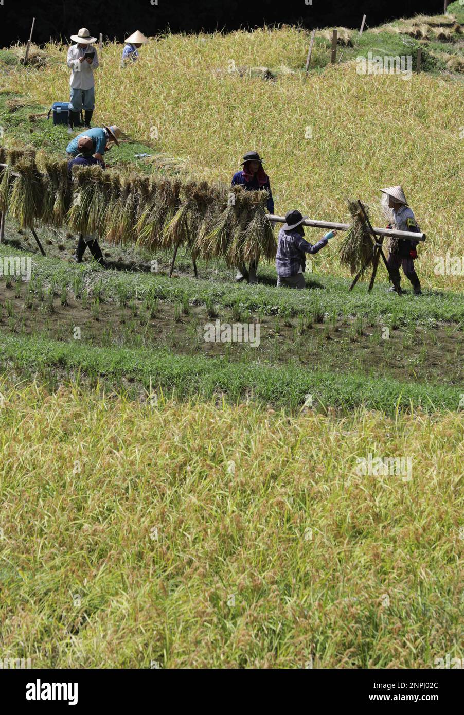 Stepped rice field hi-res stock photography and images - Alamy