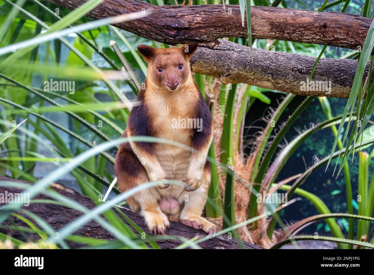 Endangered tree kangaroo hi-res stock photography and images - Alamy