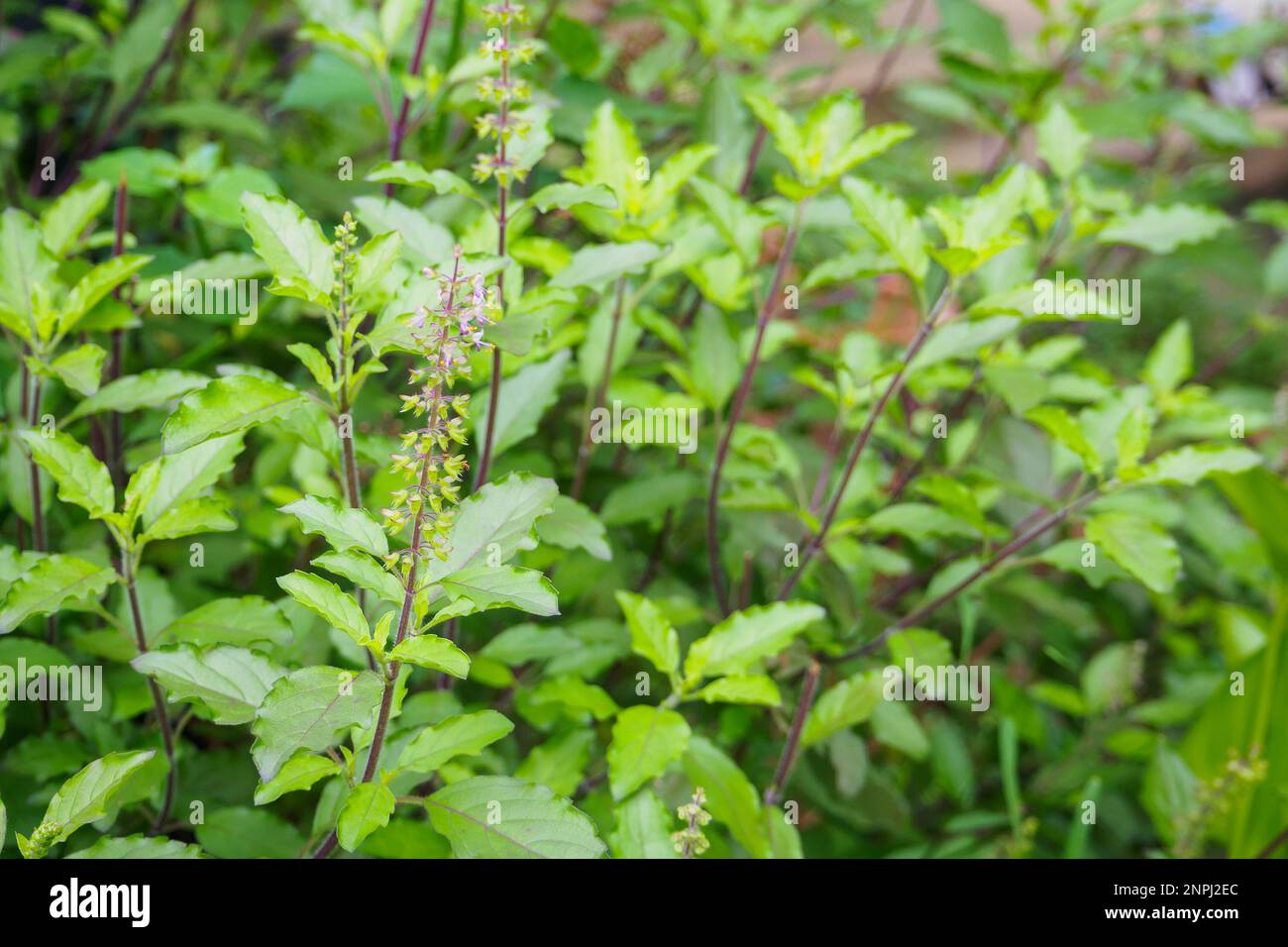Sacred basil flower hi-res stock photography and images - Alamy