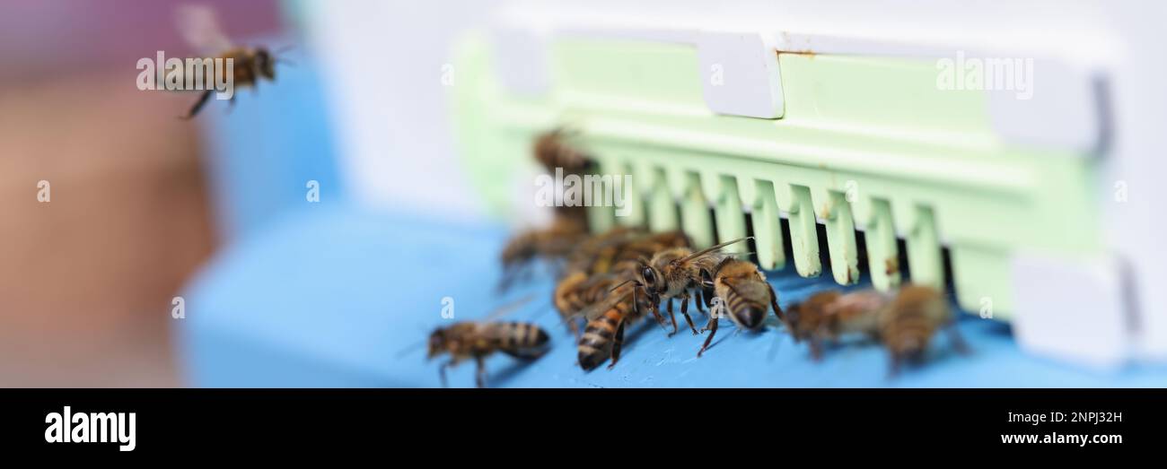 Bee enters hive with honeycombs closeup. Honey bees on bee colonies ...
