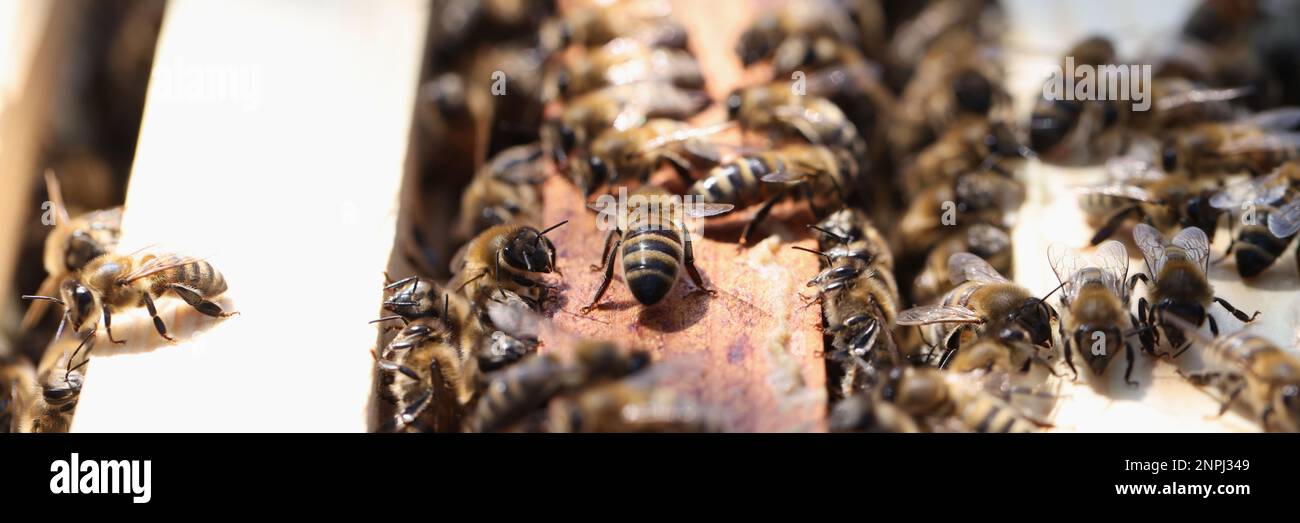 Bees enter hive hi-res stock photography and images - Alamy