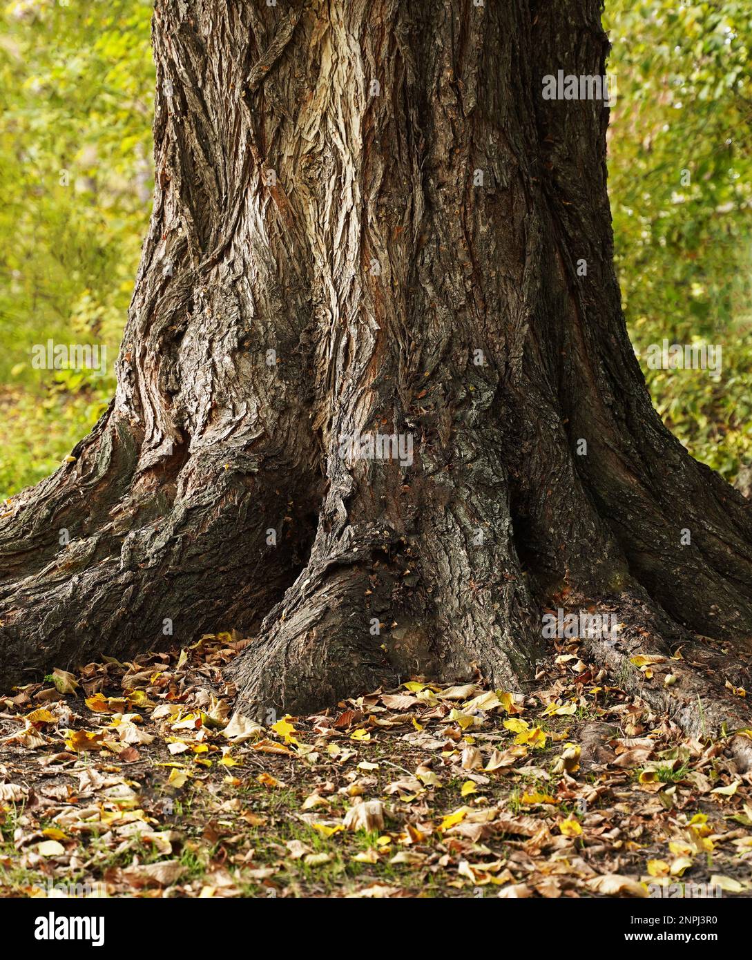 Centenarian tree with large trunk and big roots Stock Photo - Alamy