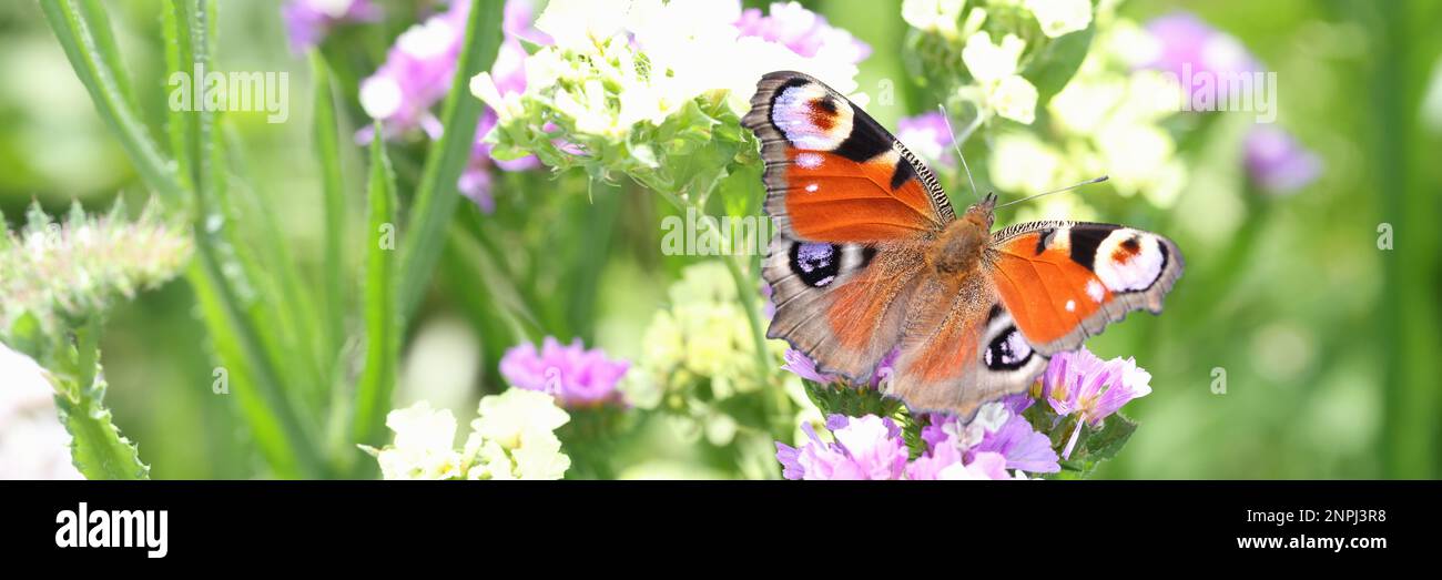 Agraulis vanillae frilled butterfly on flowers summer in field Stock ...