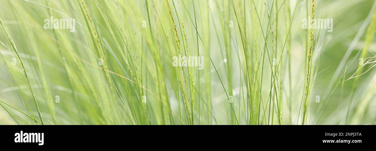 Fresh cut wheat grass in hi-res stock photography and images - Alamy