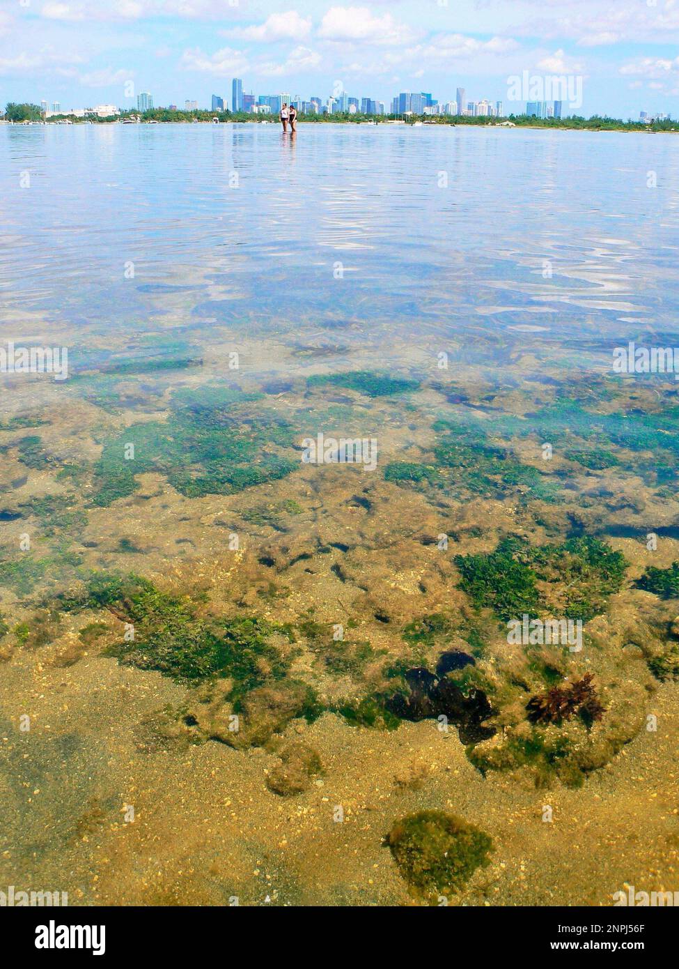 Biscayne Bay has lost more than 80 percent of its seagrass meadows and ...