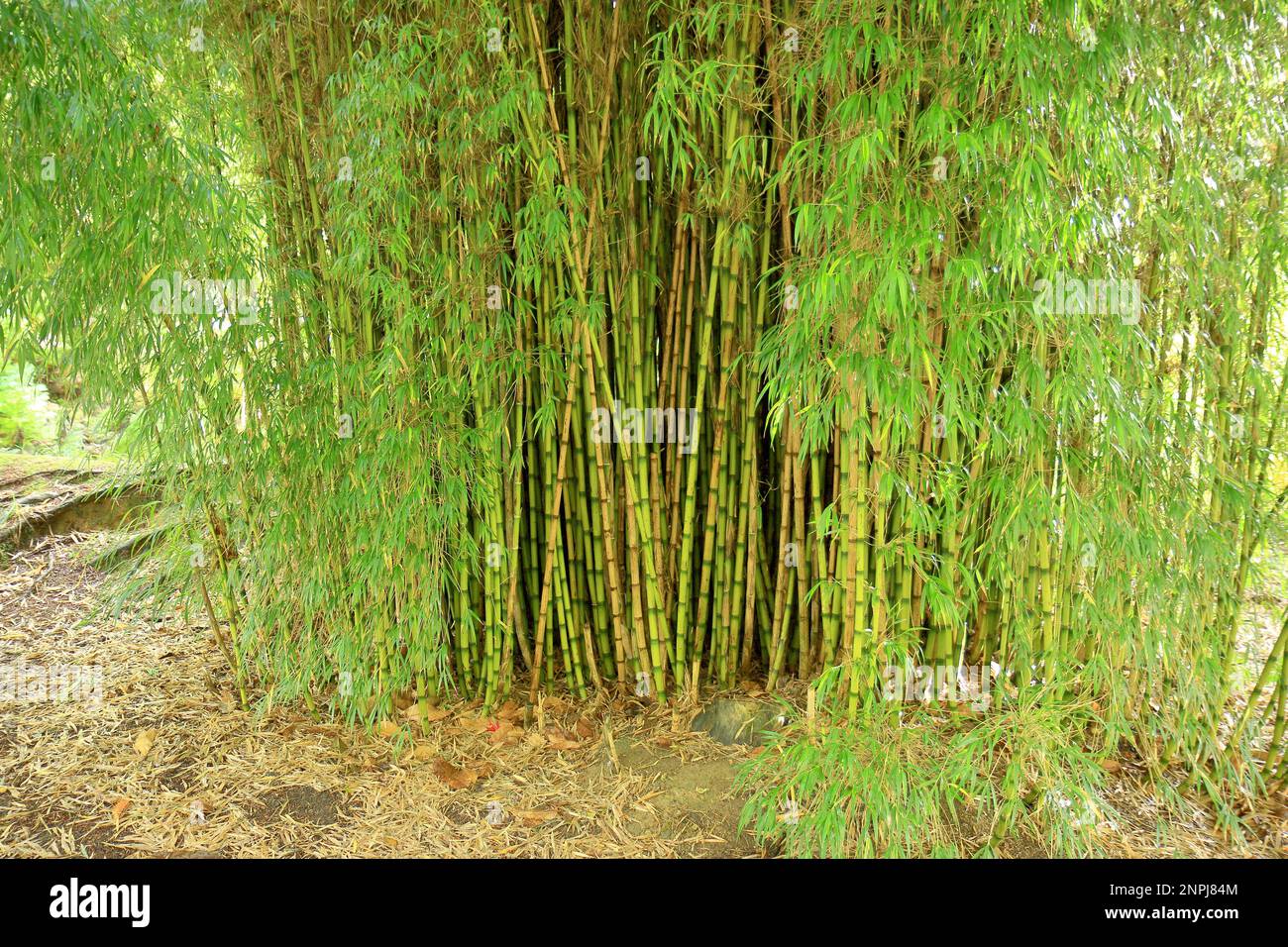 Colourful woodland scene with Bamboo canes Stock Photo - Alamy