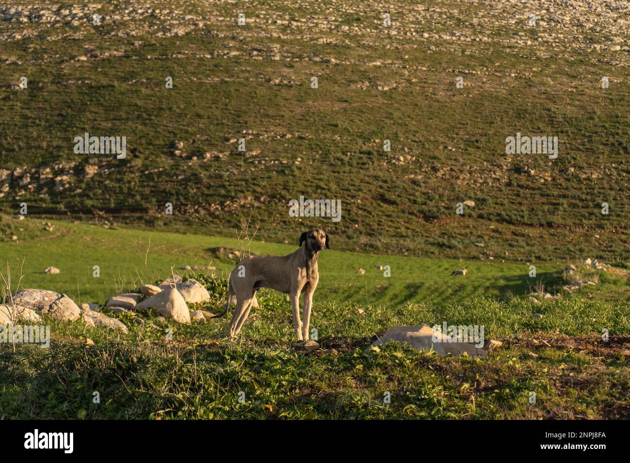 Dog standing on the hill in the early morning light in Bazina Joumine ...
