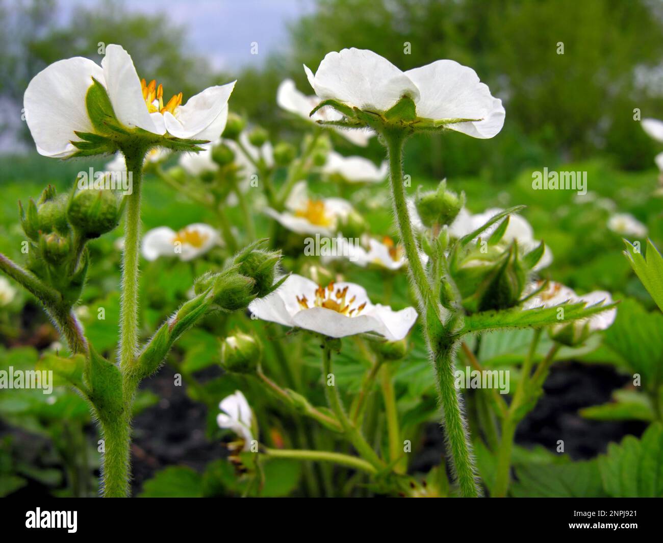 close-up of the blooming strawberry in the vegetable garden Stock Photo ...