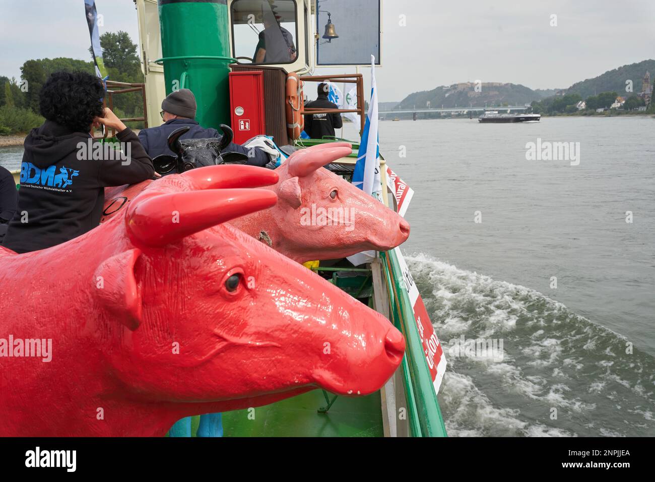 Dairy farmers transport life-size replicas of cows by ship on the river ...