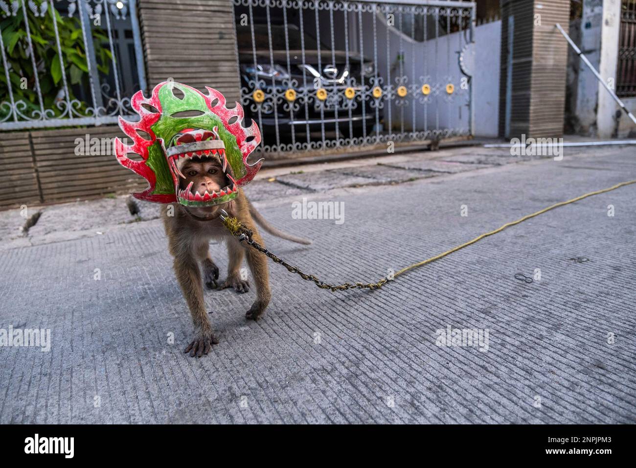 Otoy, a monkey trained to perform various tricks popularly known as ...