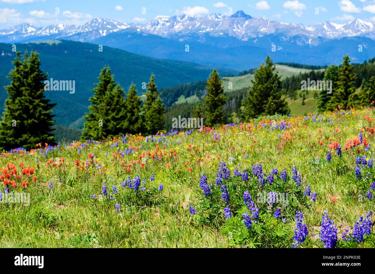 Wildflowers blooming on Shrine Pass, Vail, Colorado, USA Stock Photo ...