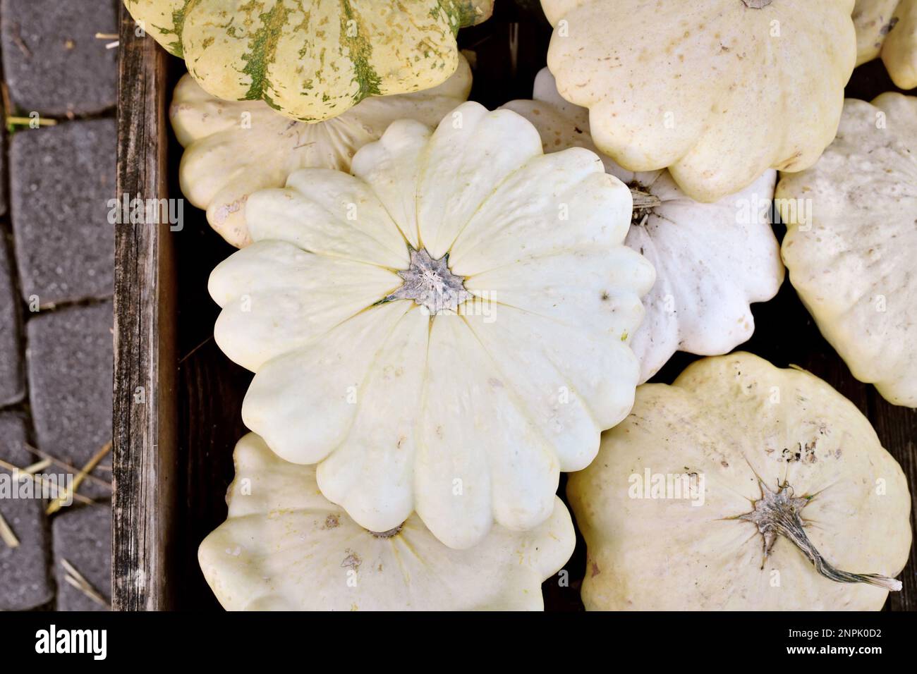 White Pattypan Moonbeam summer squash with round and shallow shape and ...