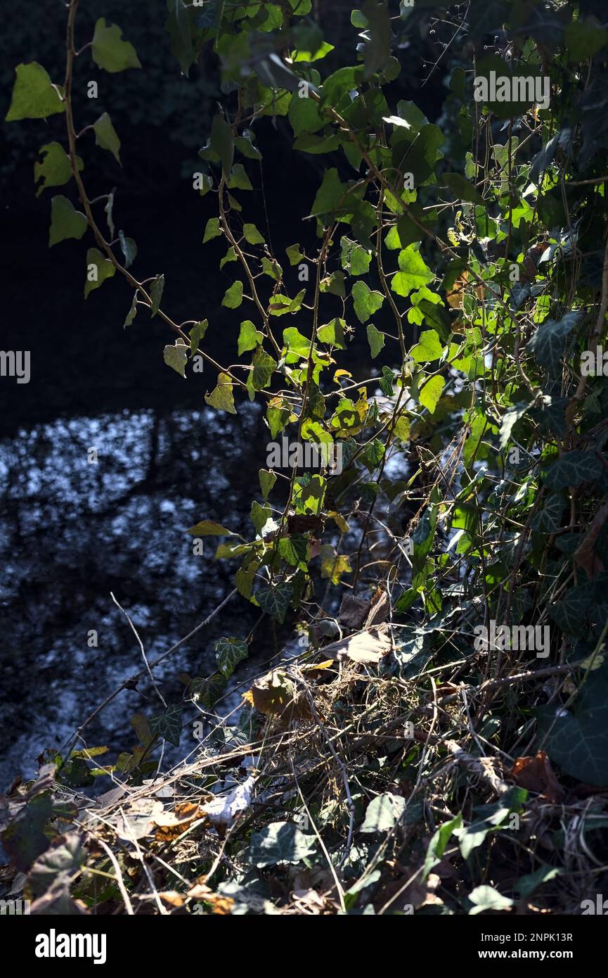 Ivy plant by the shore of a stream of water lit by the sun seen up ...