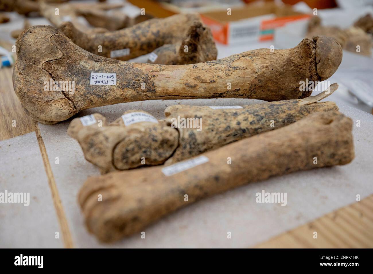 Ice Age fossils recently extracted from Carson City, are seen at the ...
