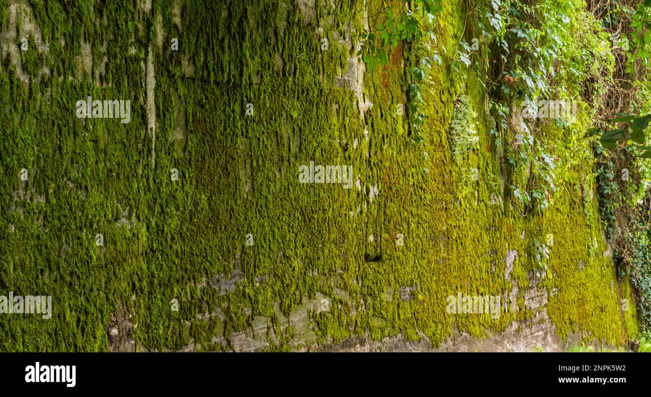 Moss covered wall hi-res stock photography and images - Alamy