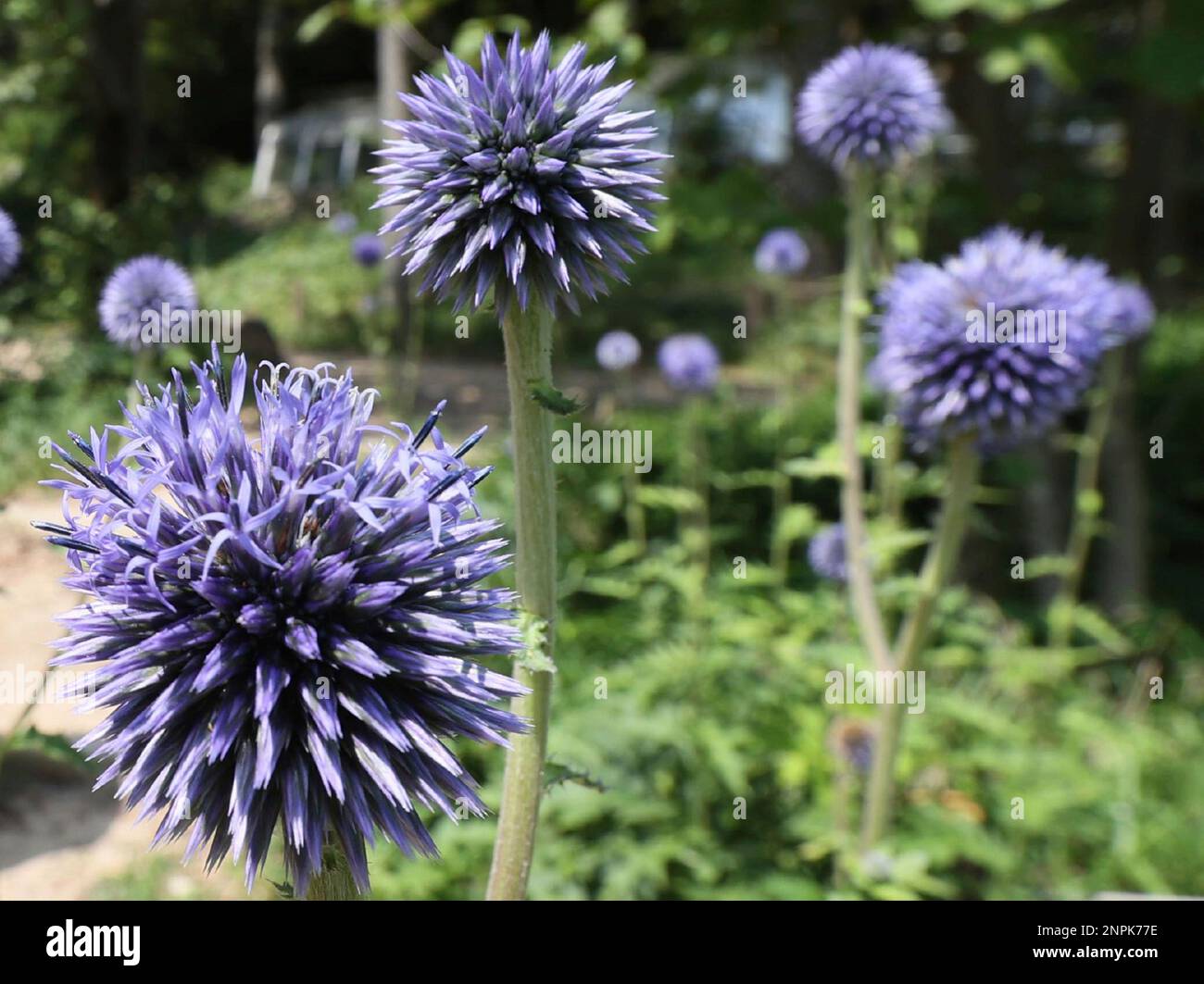 Flowers of Echinops setifer are in full bloom at Rokko Alpine Botanical ...