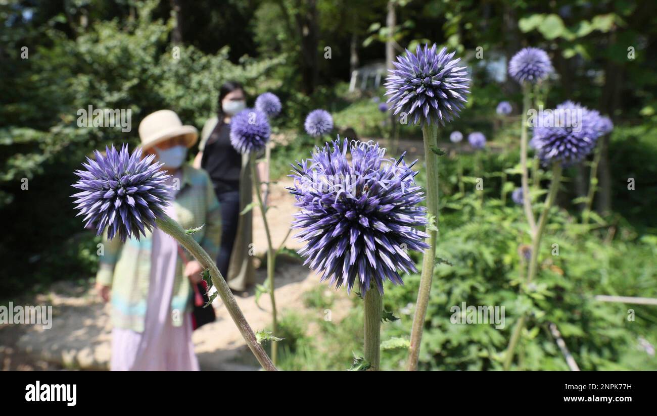Flowers of Echinops setifer are in full bloom at Rokko Alpine Botanical ...