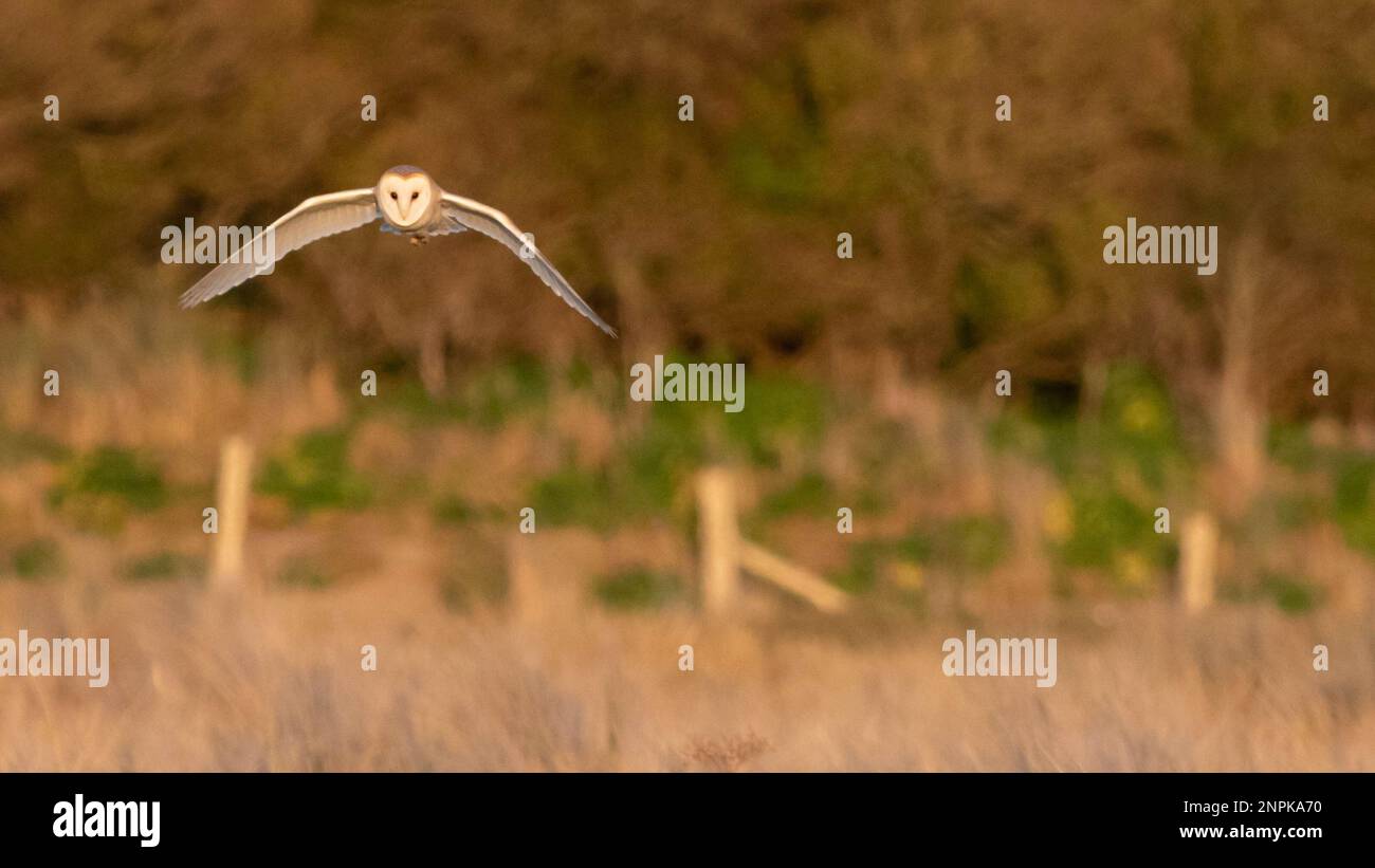 Barn owl hunting prey hi-res stock photography and images - Alamy