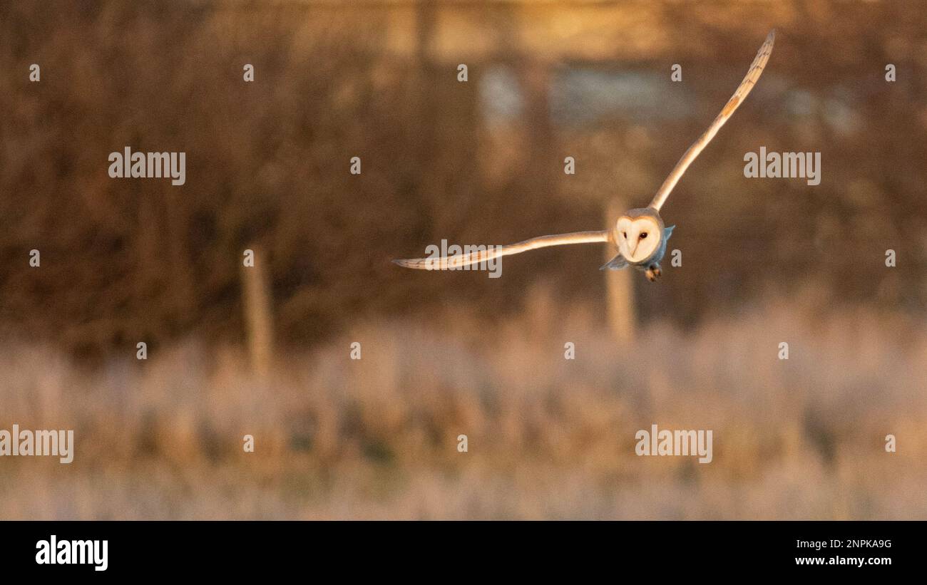 Barn owl hunting prey hi-res stock photography and images - Alamy