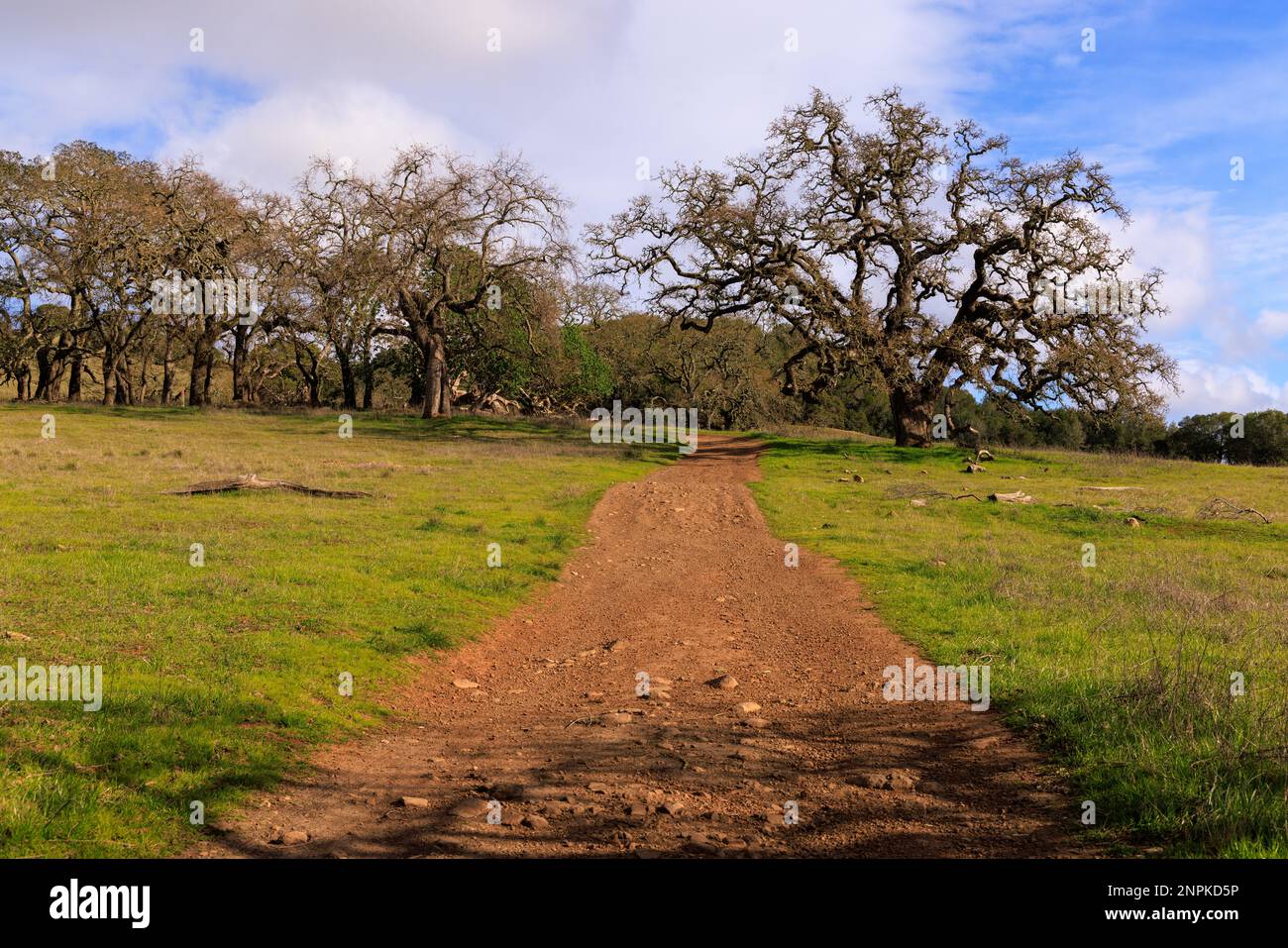 Dirt trail through oak trees in Marin County, California Stock Photo ...