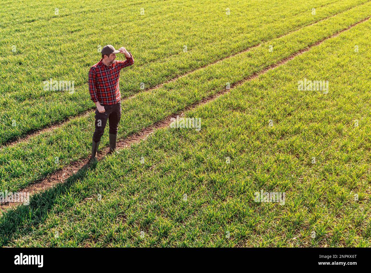 Aerial view of farmer standing in wheat crop seedling field, looking ...
