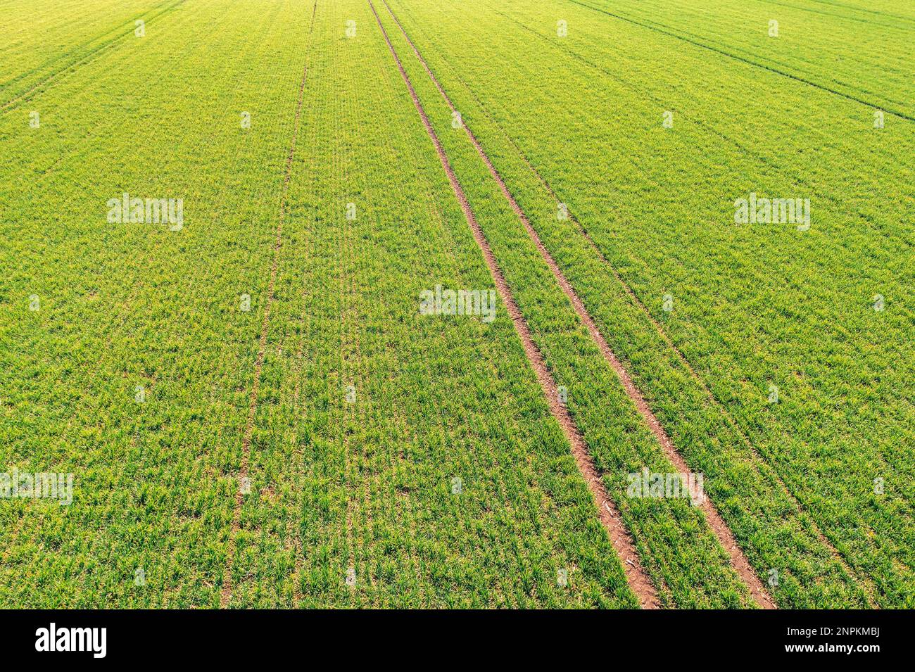 Aerial view of green wheat crop seedling field from drone pov Stock ...