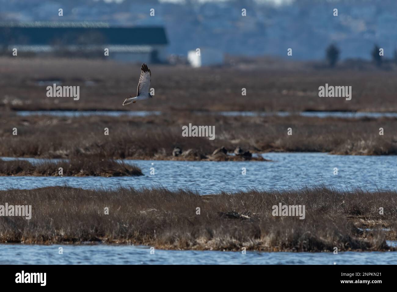 Male northern Harrier hovering over marsh Stock Photo - Alamy