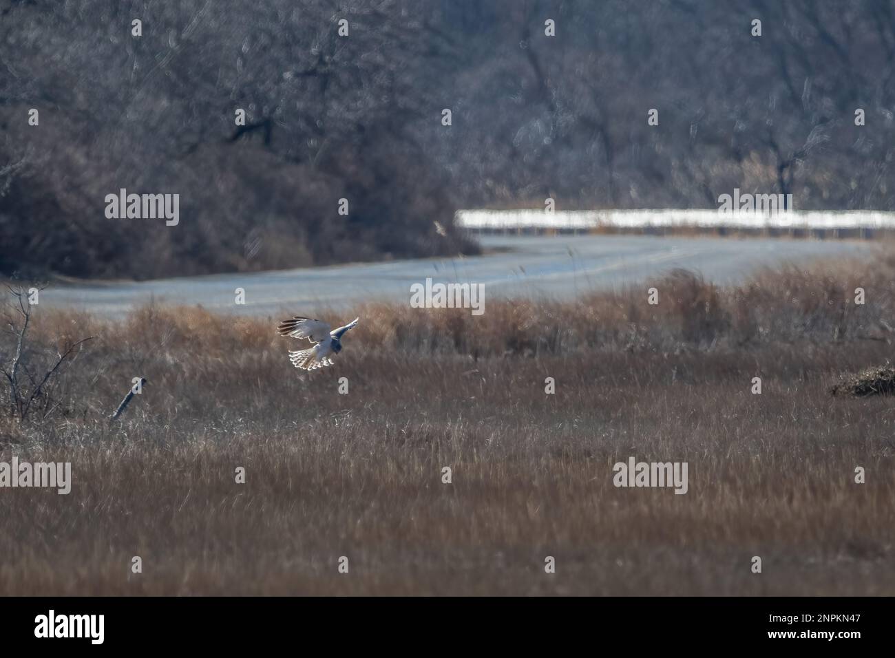Male northern Harrier hovering over marsh Stock Photo - Alamy