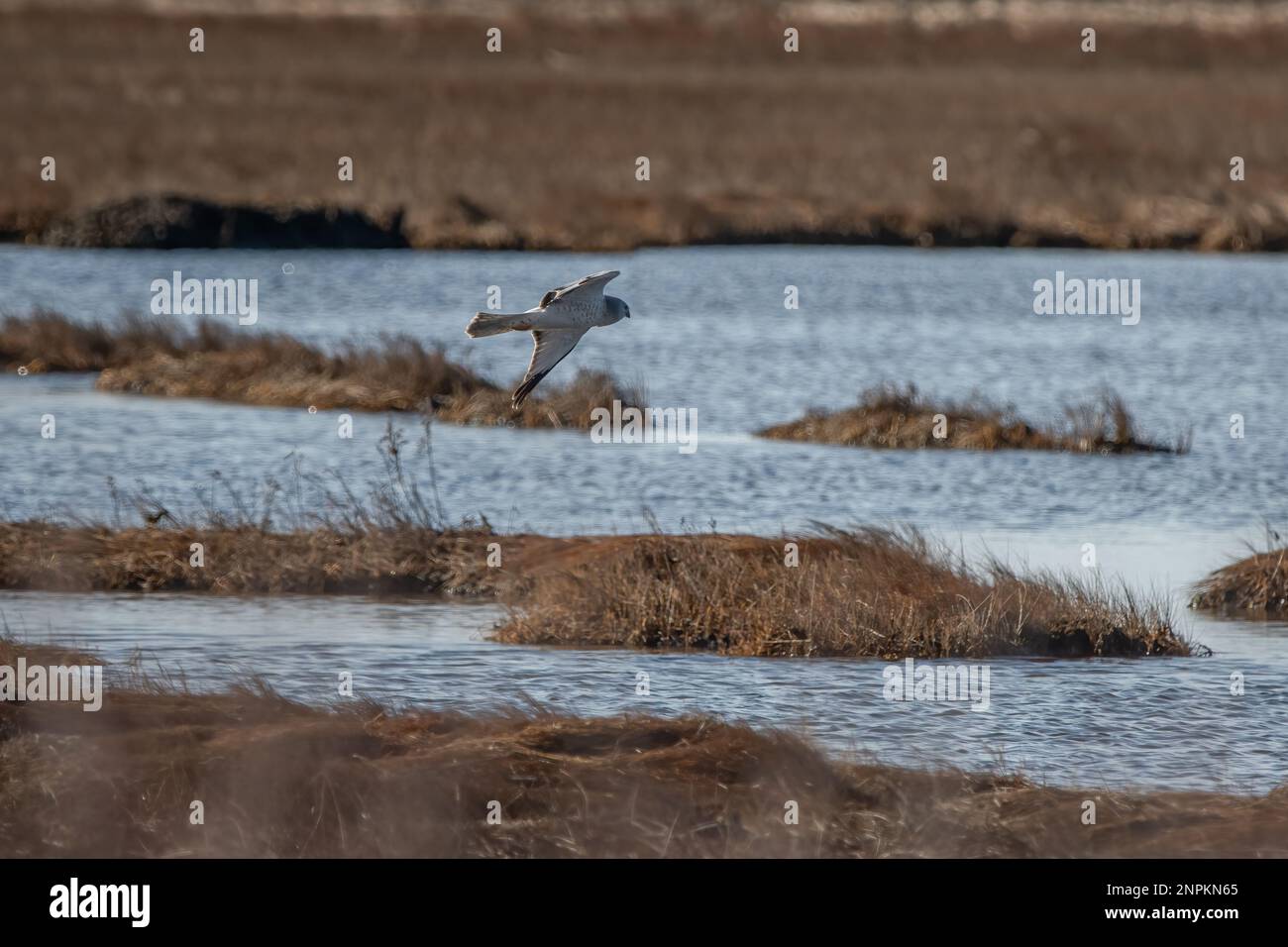 Male northern Harrier hovering over marsh Stock Photo - Alamy