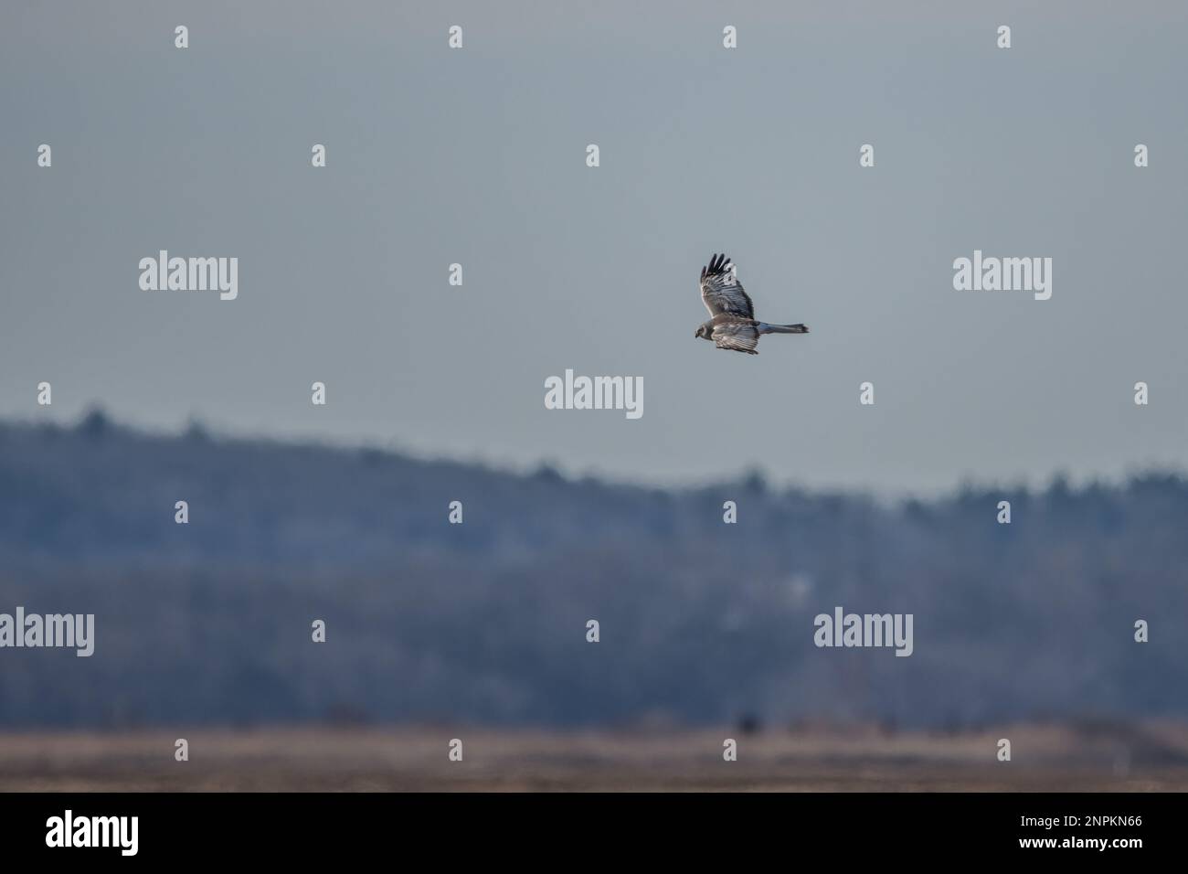 male northern harrier in flight Stock Photo - Alamy
