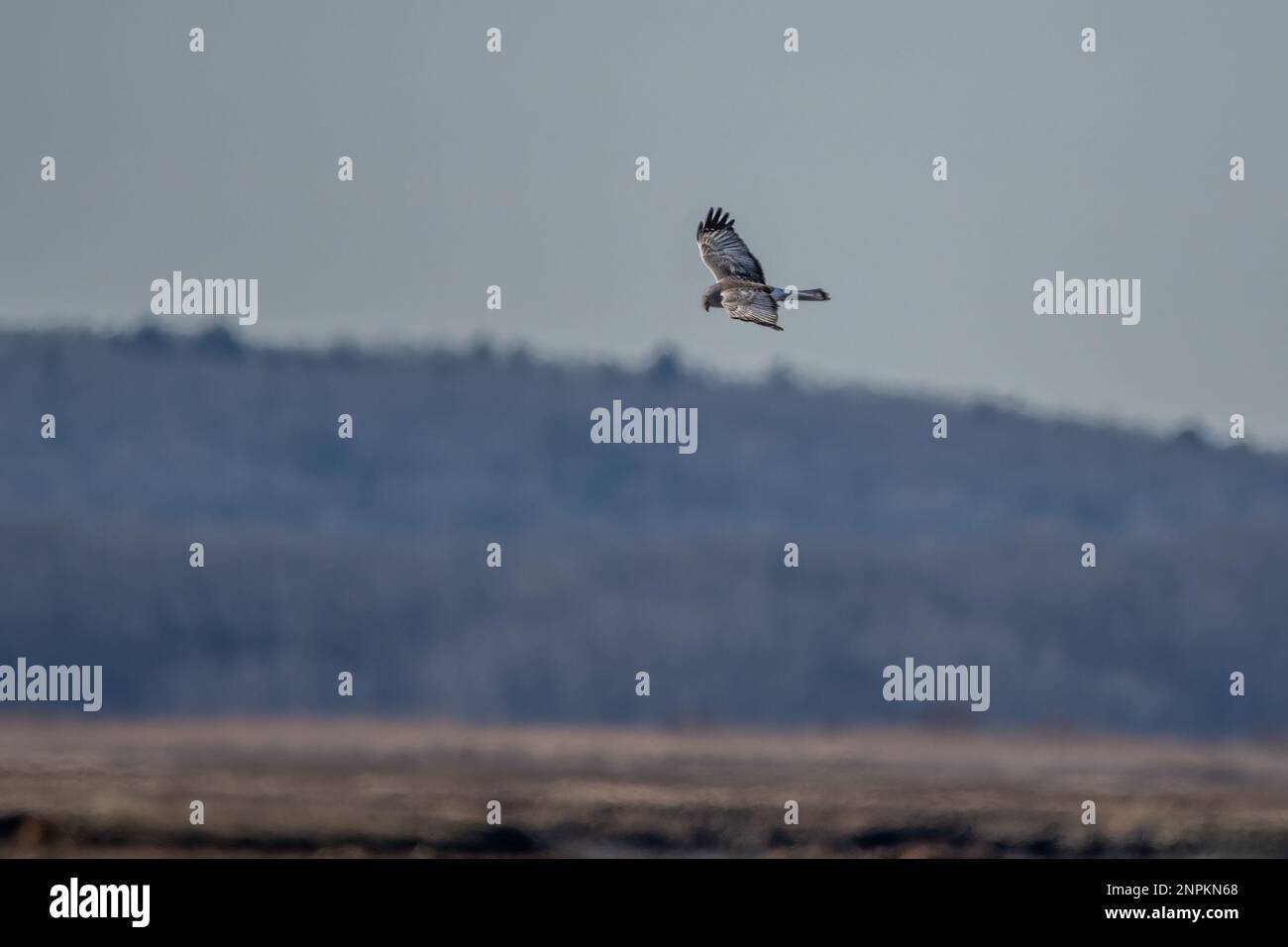male northern harrier in flight Stock Photo - Alamy