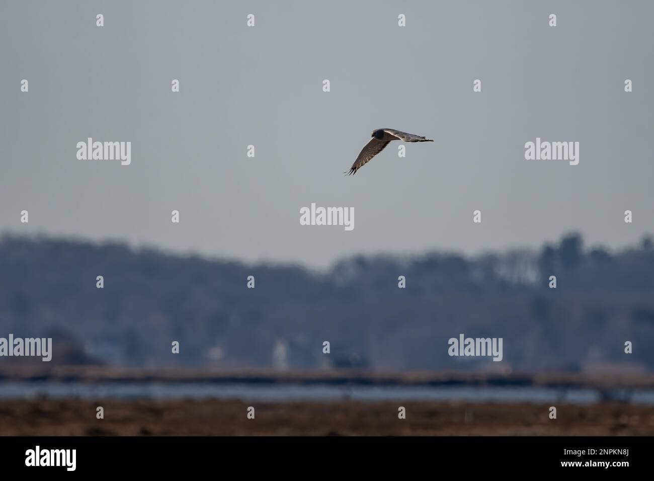 Male northern harrier hi-res stock photography and images - Alamy