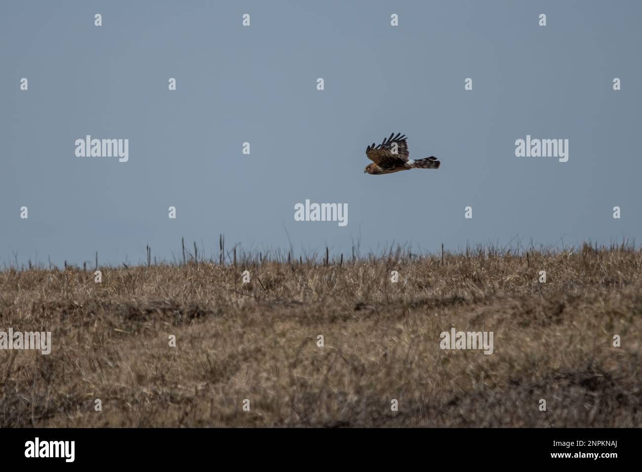 Female northern harrier hi-res stock photography and images - Alamy