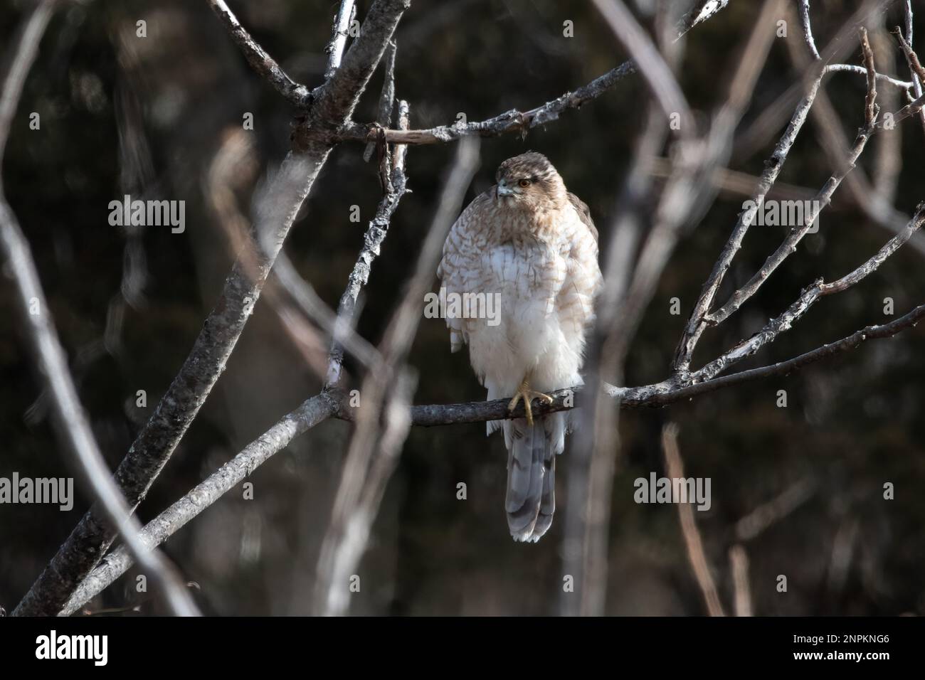 Copper's hawk perching in tree Stock Photo - Alamy