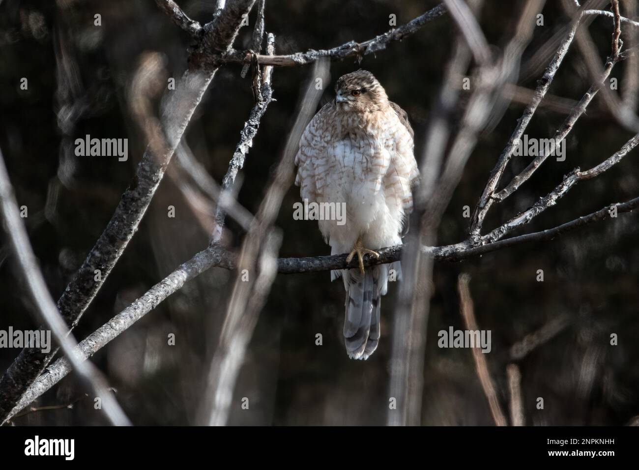Copper's hawk perching in tree Stock Photo - Alamy