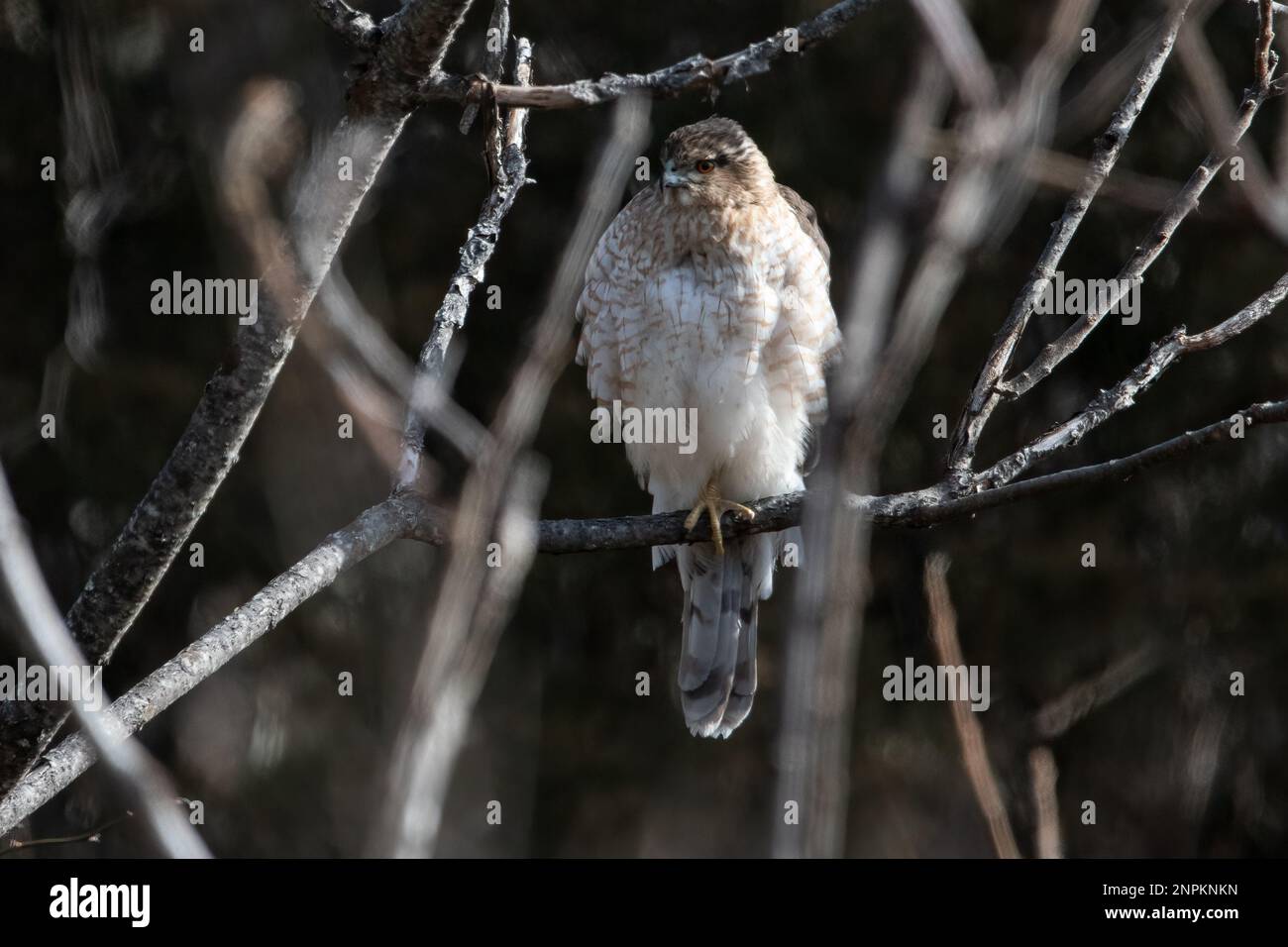 Copper's hawk perching in tree Stock Photo - Alamy