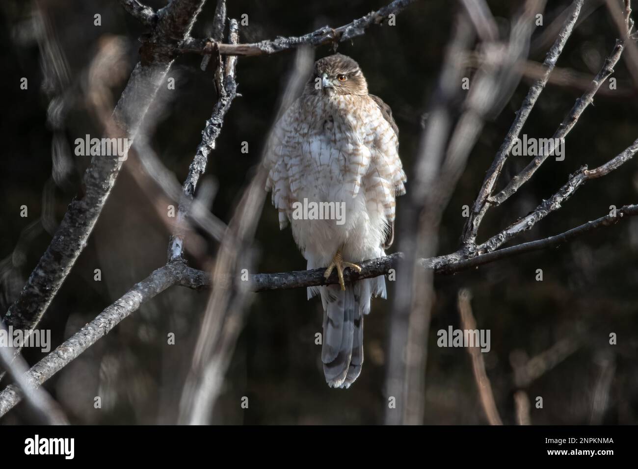 Copper's hawk perching in tree Stock Photo - Alamy