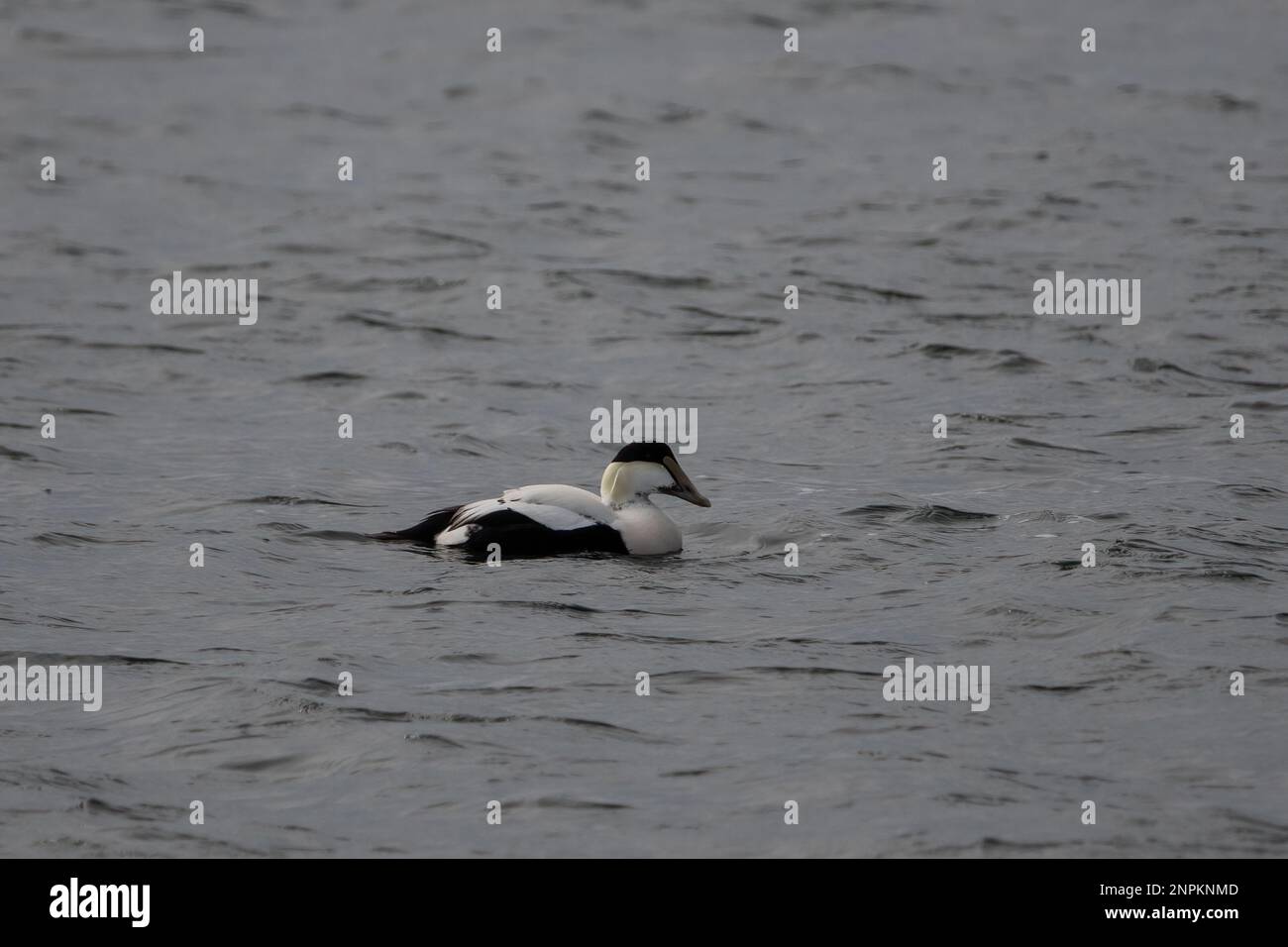 Common eider male hi-res stock photography and images - Alamy