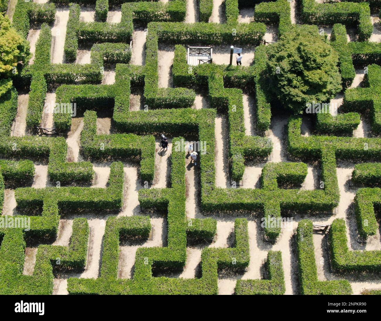 A picture taken on Aug. 21, 2020 shows a maze made of sasanqua trees at ...