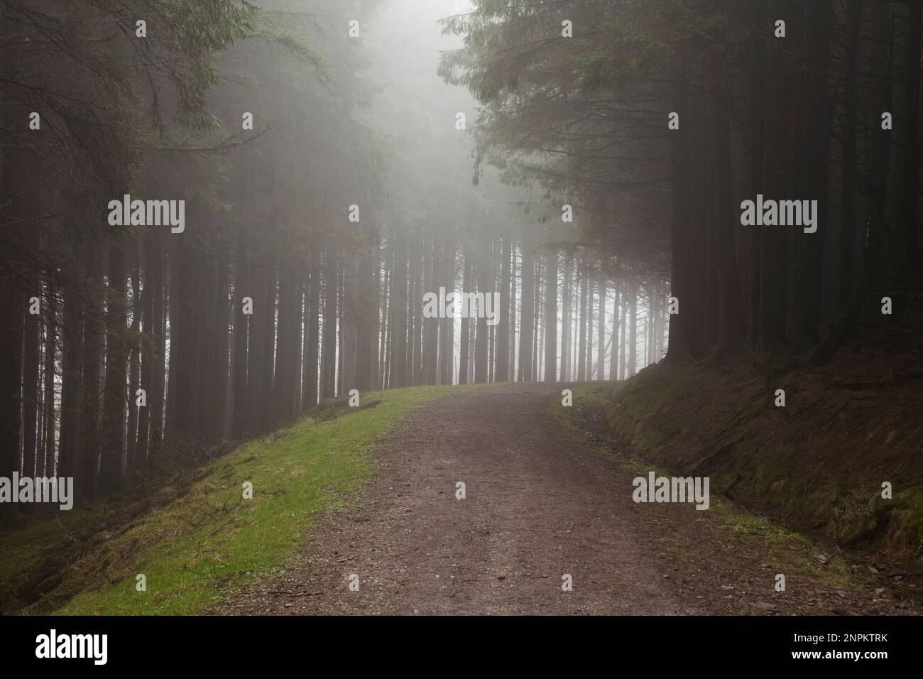 A track in Uldale Plantation, in the western Cumbria, UK Stock Photo ...