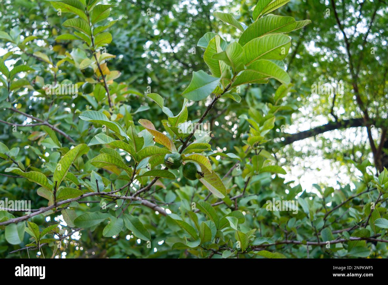 Tropical fruit guava on guava tree. Psidium guajava Stock Photo - Alamy