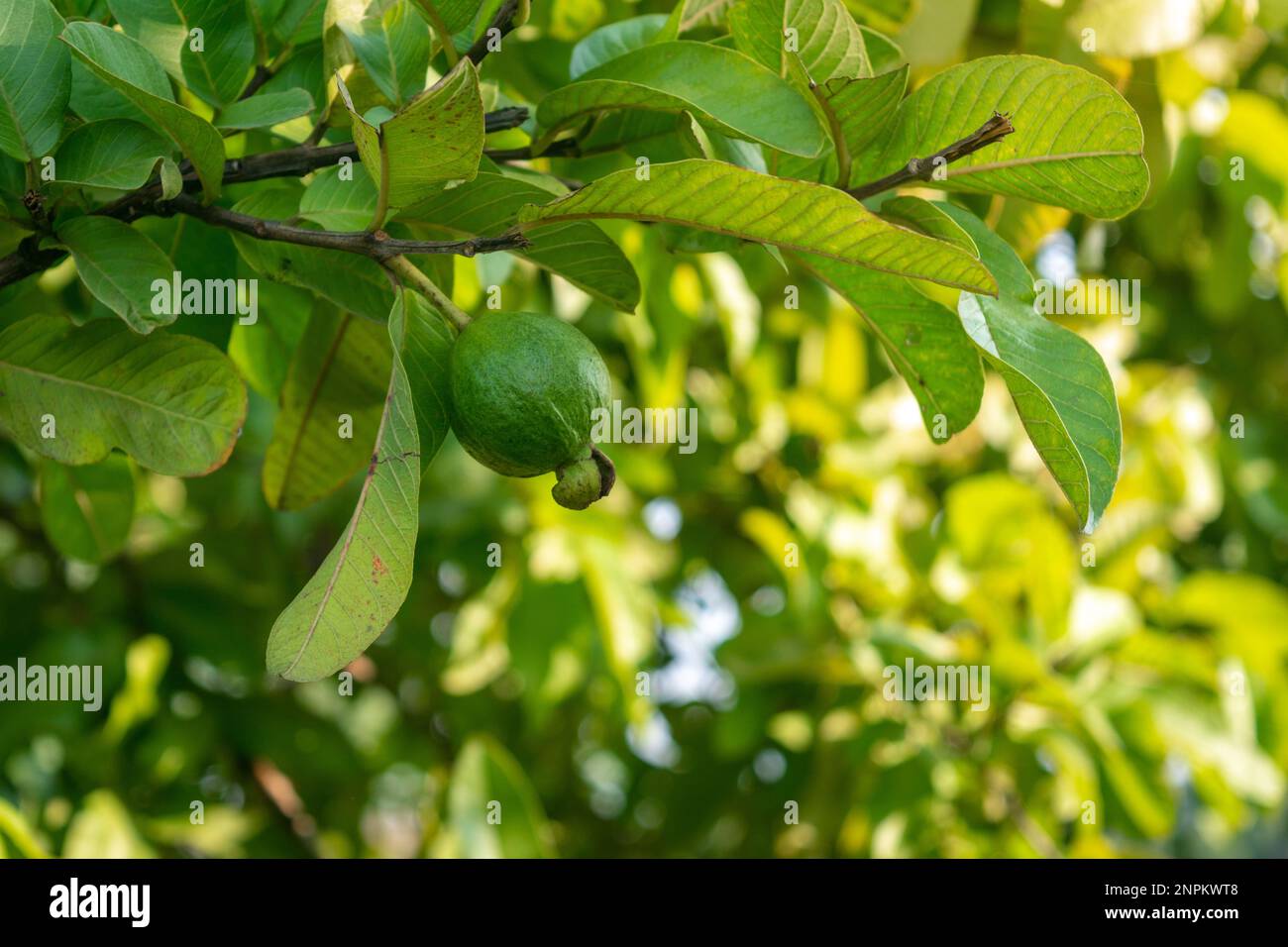 Tropical fruit guava on guava tree. Psidium guajava Stock Photo - Alamy