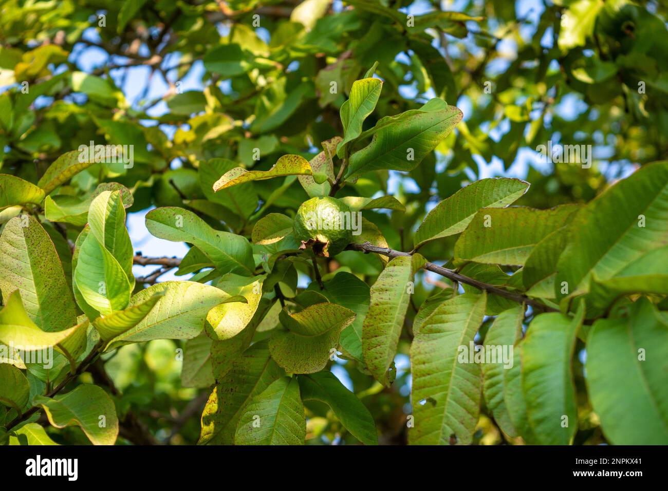 Tropical fruit guava on guava tree. Psidium guajava Stock Photo - Alamy