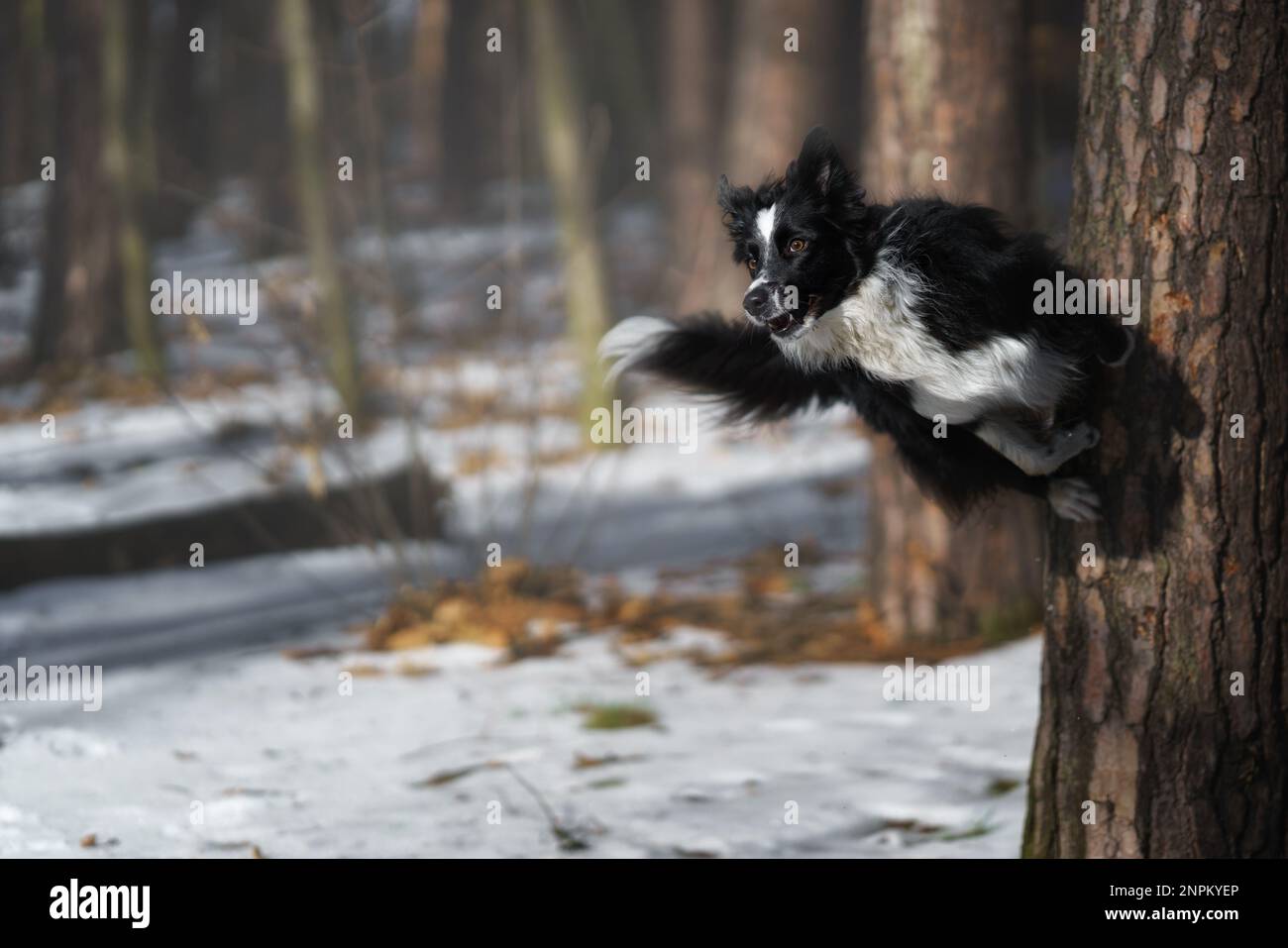 A Border Collie dog poses and shows various tricks in a somewhat ...