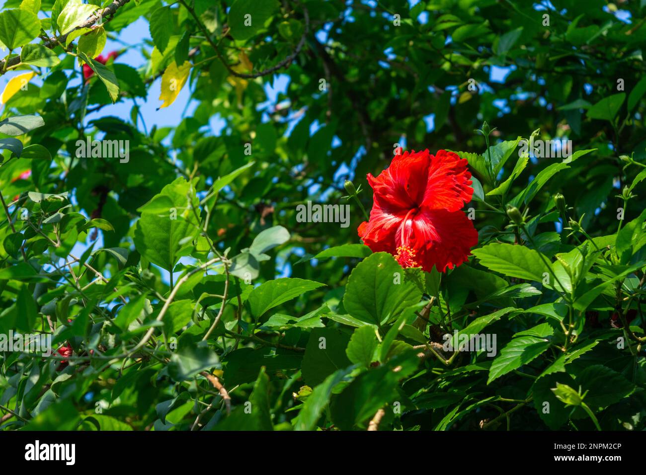 Beautiful red hibiscus flower on branch Stock Photo - Alamy