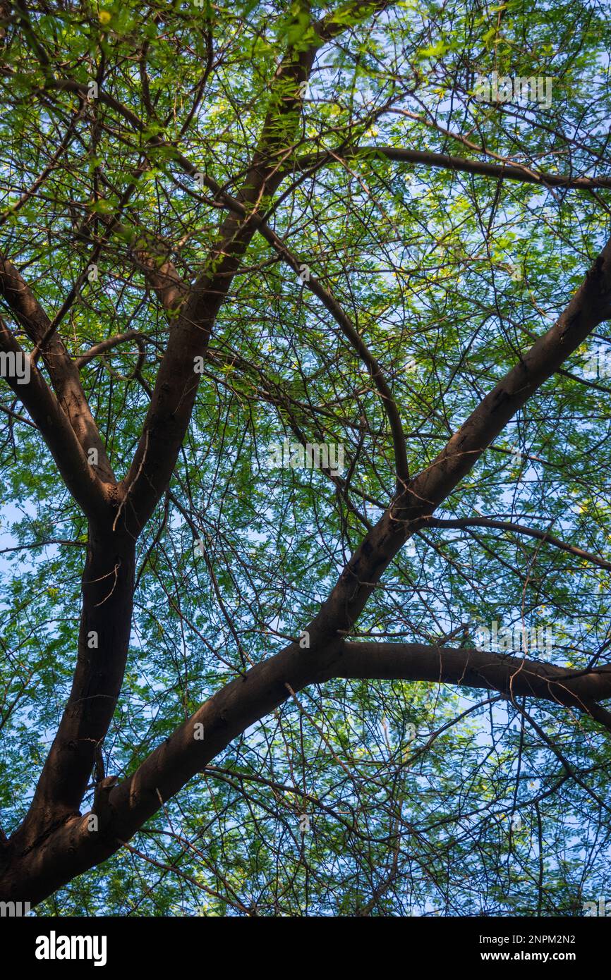 Sunlight passing through tree leaves in tropical forest Stock Photo - Alamy