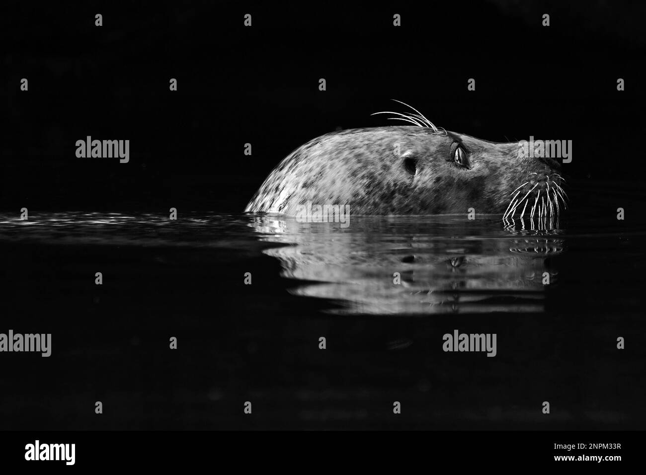 Seal head portrait from the side with reflection emerging from still ...