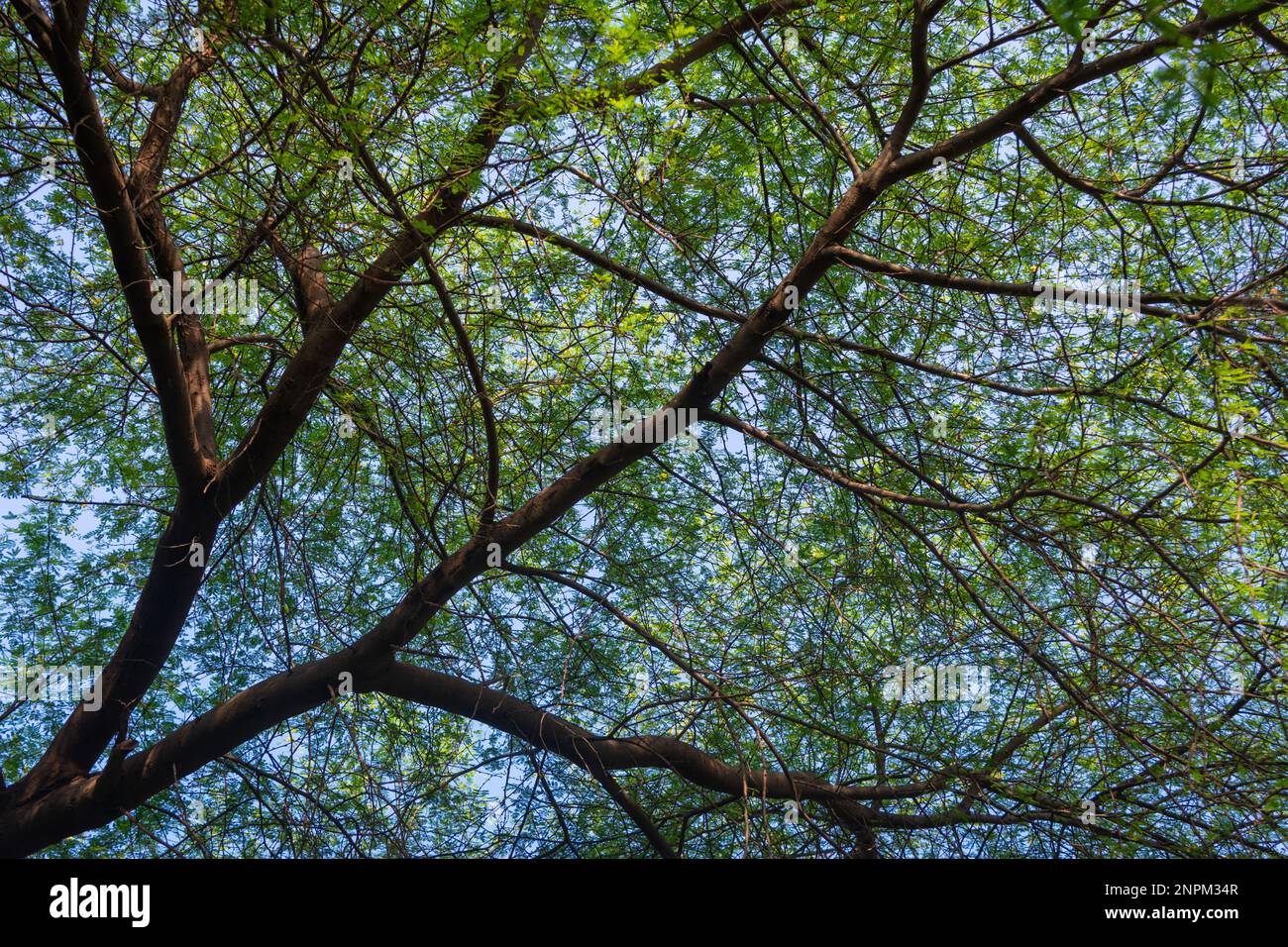 Sunlight passing through tree leaves in tropical forest Stock Photo - Alamy